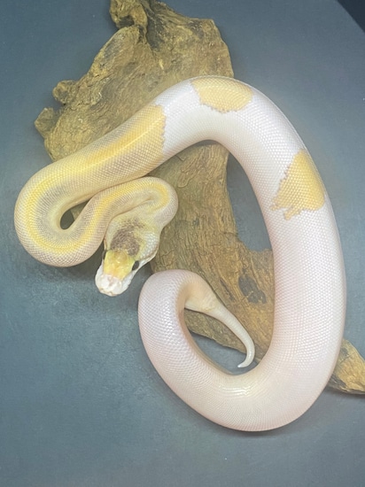 Champagne YB HRA Fire Ball Python by Trippin Art Pythons