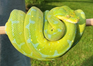 Adult Female Jayapura Green Tree Python by AKA Noodles - MorphMarket
