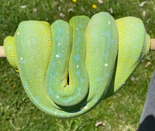 Adult Female Jayapura Green Tree Python by AKA Noodles - MorphMarket