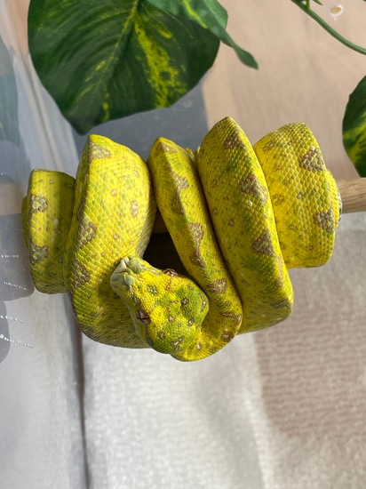 Biak Male Green Tree Python by AKA Noodles