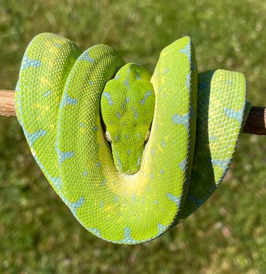 Lereh Green Tree Python by AKA Noodles