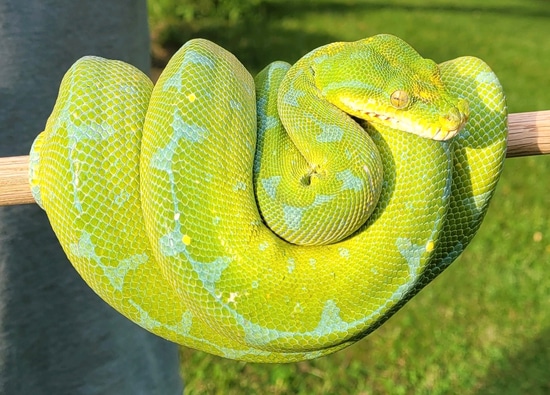 Green Tree Pythons *9 Animal Collection* by AKA Noodles