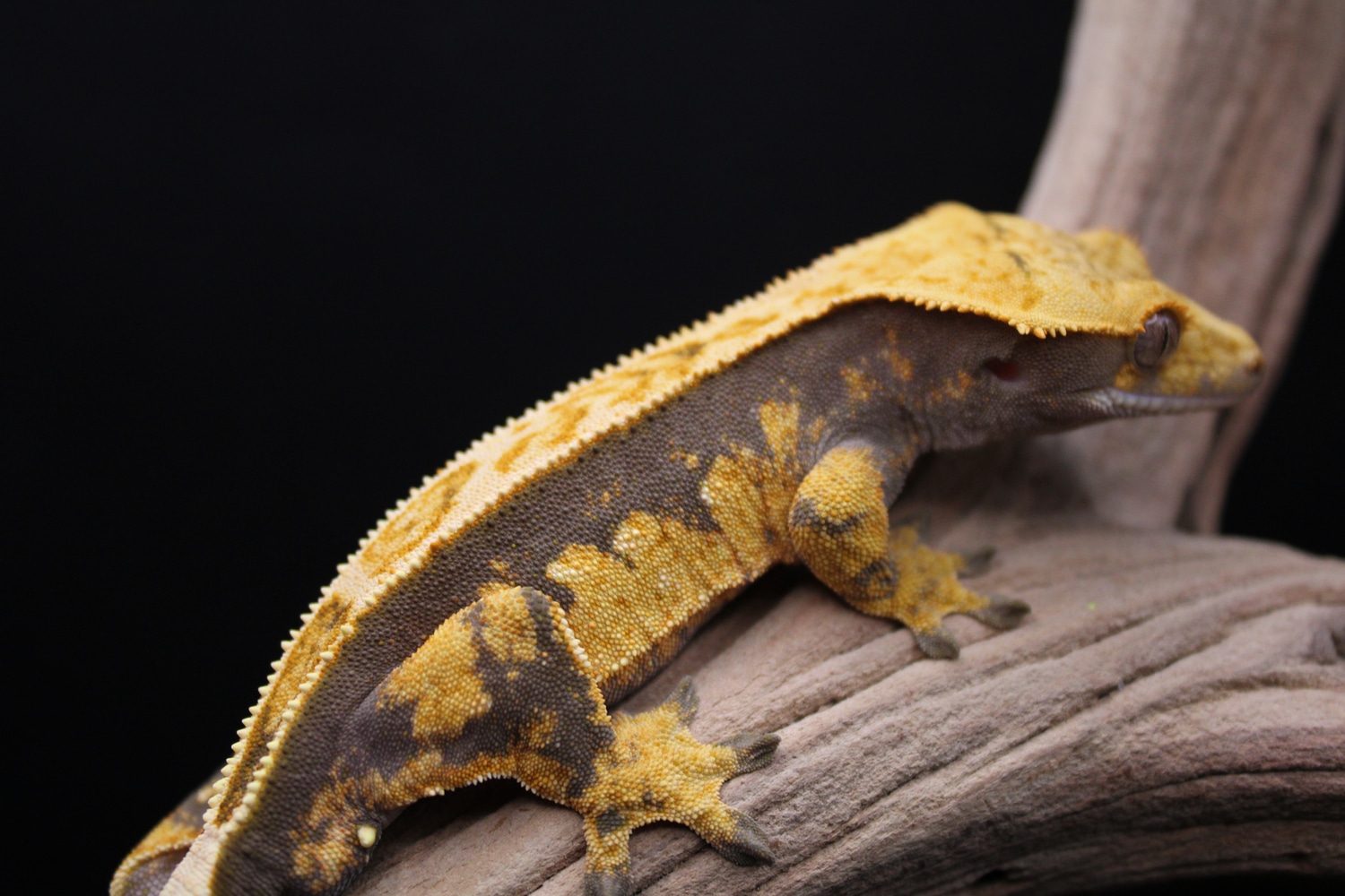 Beautiful Orange Lavender Extreme Harlequin Pinstripe Crested Gecko by ...