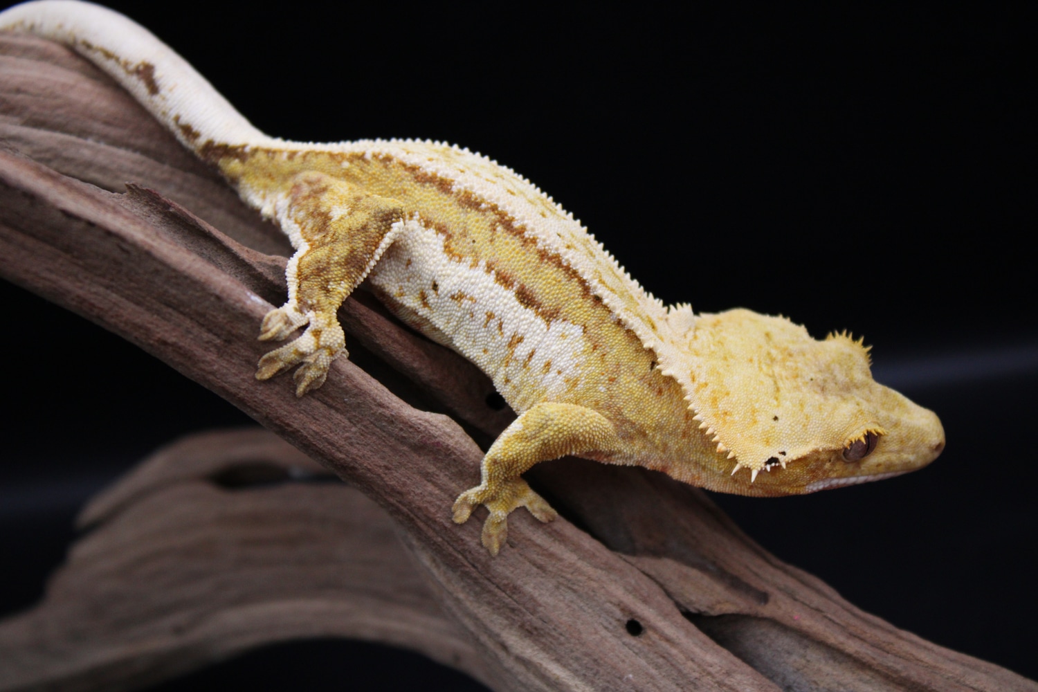 Stunning Yellow White Wall INCREDIBLE Genetics Crested Gecko by Jaski ...