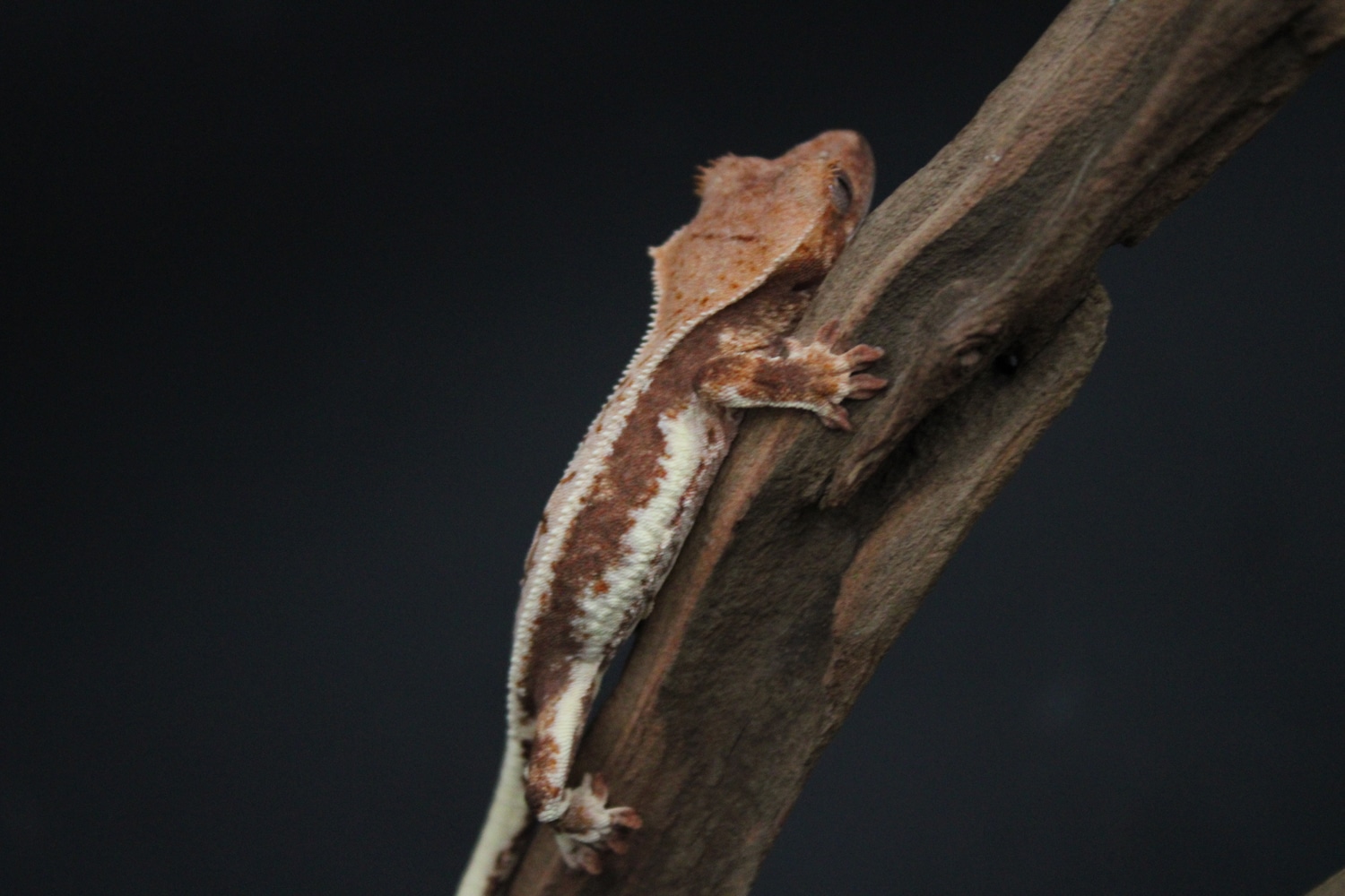 Soft Scale Lily White Crested Gecko by Jaski Exotics - MorphMarket