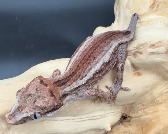 Pink Line Male! Gargoyle Gecko by Jaski Exotics