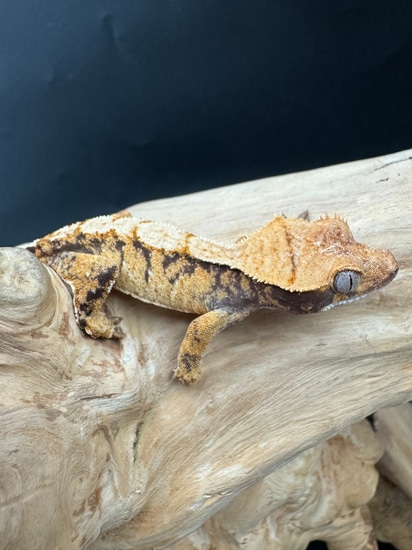 Insane Yellow Harlequin Crested Gecko by Jaski Exotics
