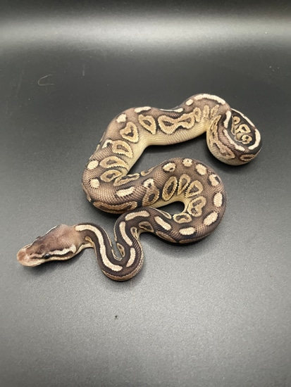 Pewter 100% Het Clown Ball Python by Addiction Morphs