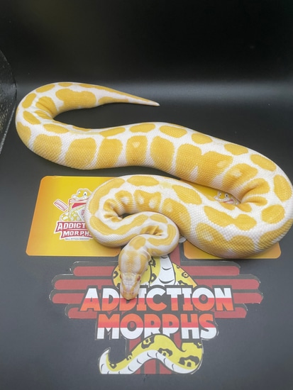 Albino Raven Ball Python by Addiction Morphs