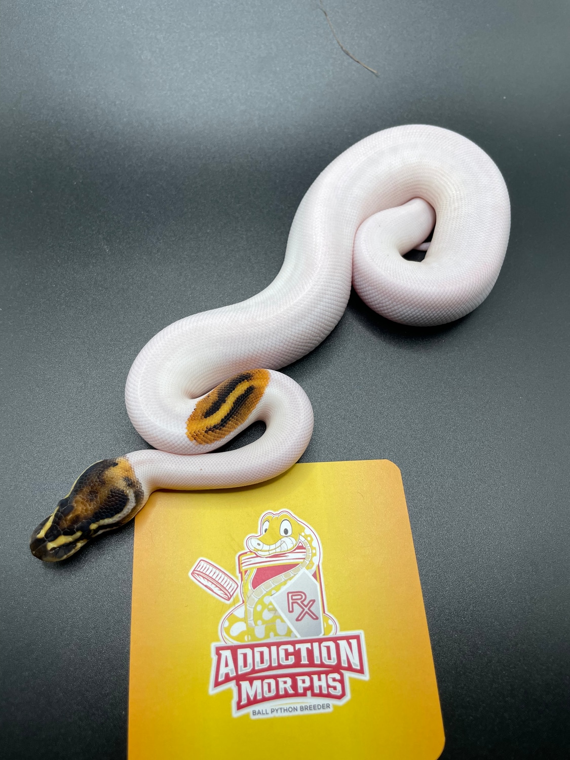Orange Dream Pied Ball Python by Addiction Morphs - MorphMarket