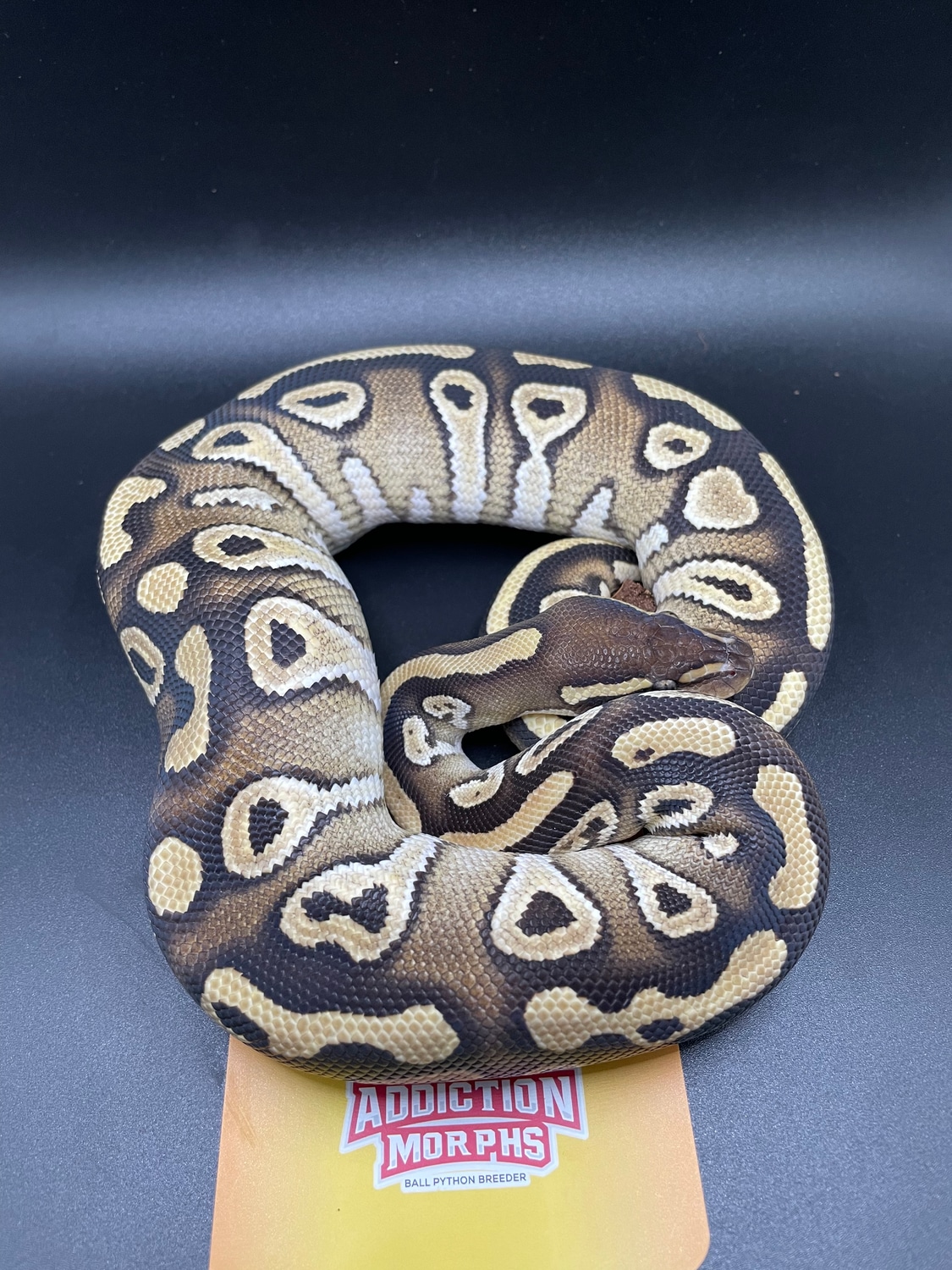Mojave Raven Female Ball Python by Addiction Morphs - MorphMarket