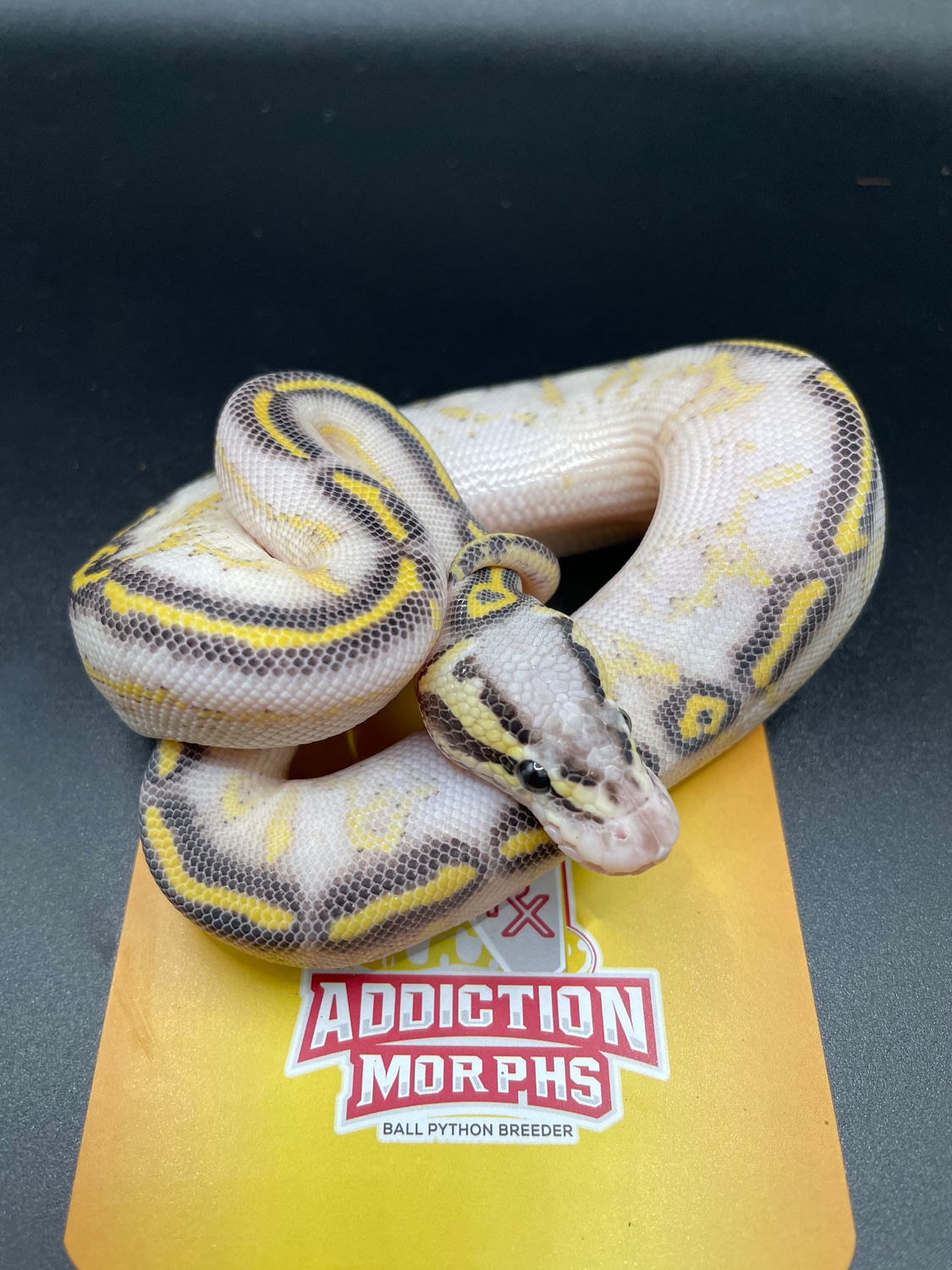 Pastel Highway Ball Python by Addiction Morphs - MorphMarket