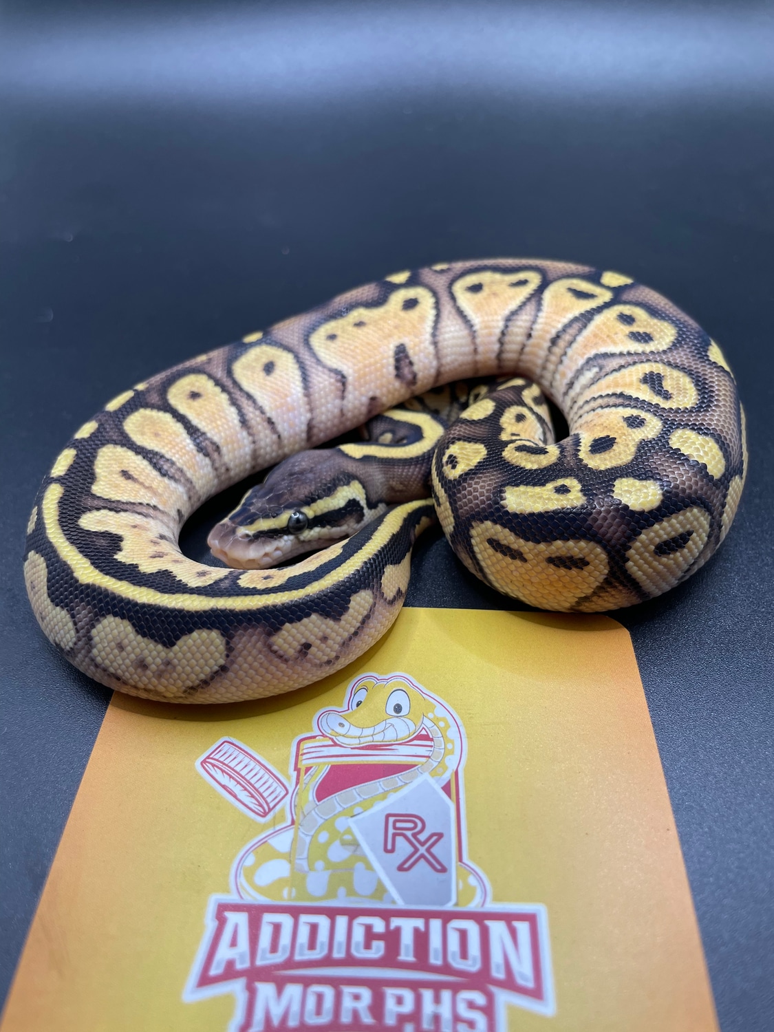 Pastel Lesser DH VPI/Albino Ball Python by Addiction Morphs - MorphMarket