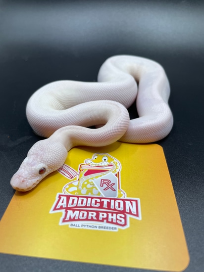 Blue Eyed Lucy Het Albino Pos Pastel Ball Python by Addiction Morphs