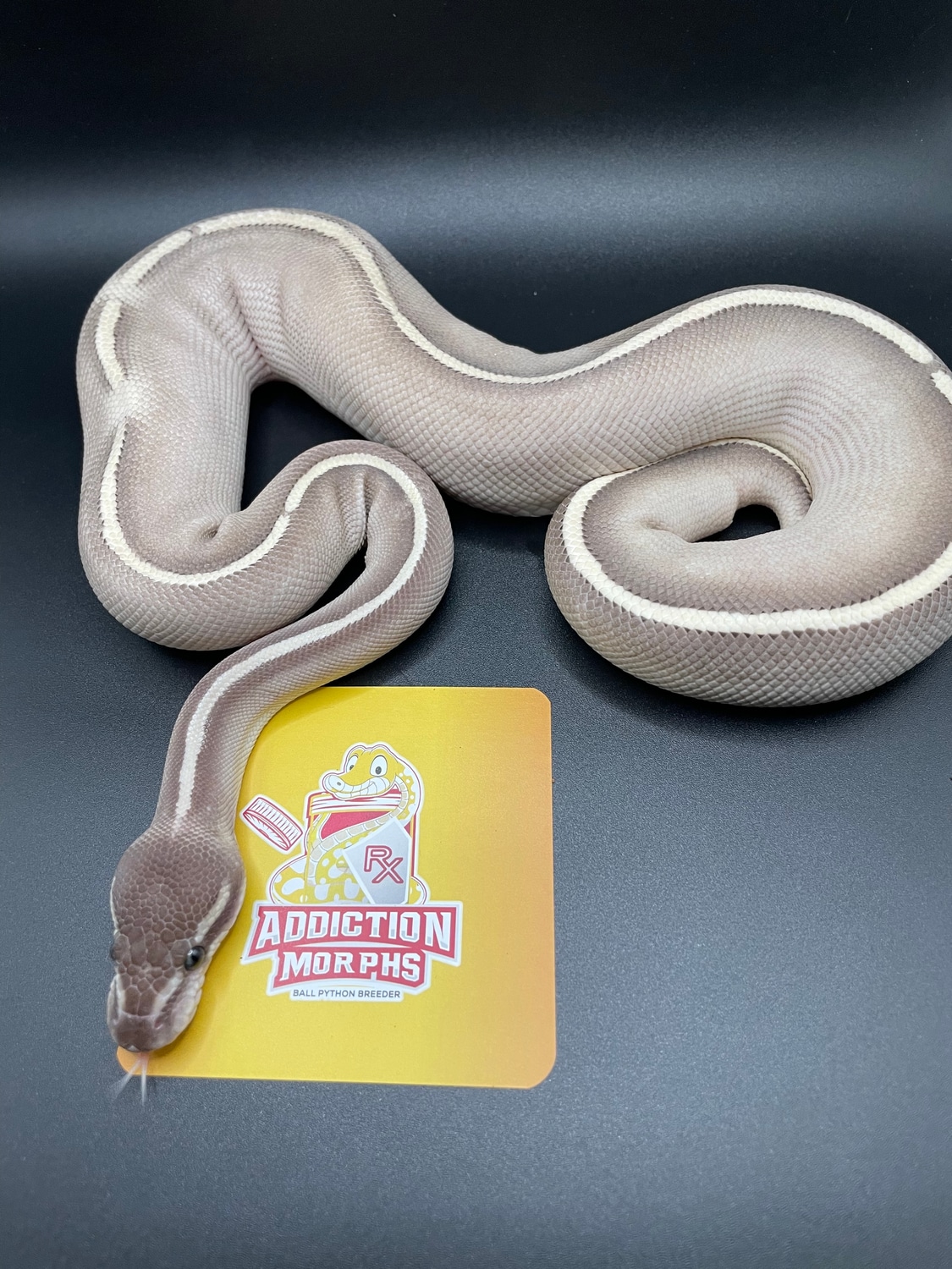 Purple Passion Ball Python by Addiction Morphs - MorphMarket