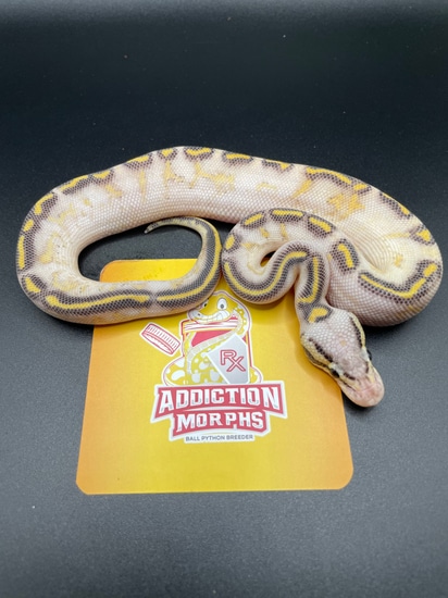 Pastel Highway Ball Python by Addiction Morphs