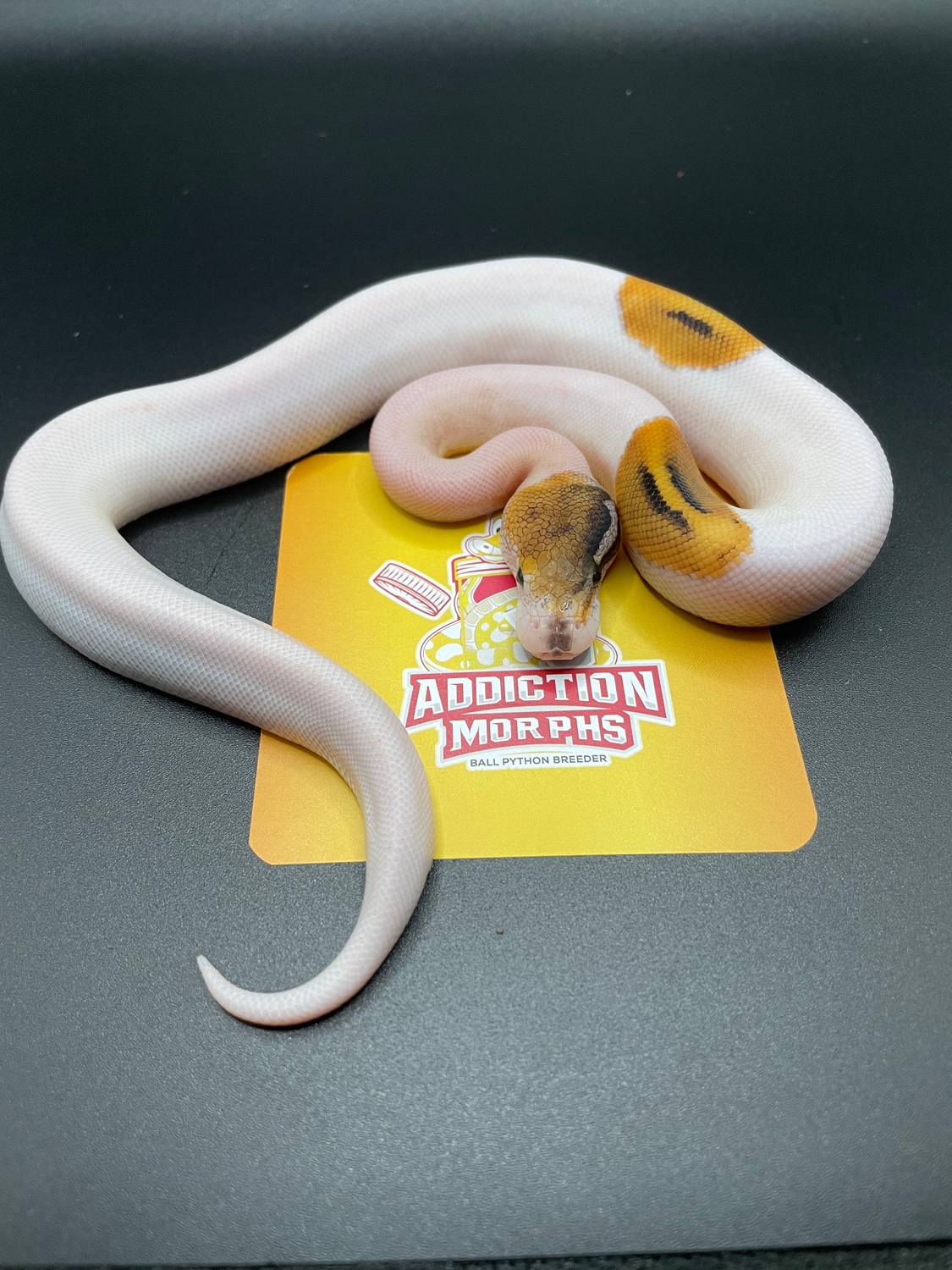 Special Pied *Discounted Ball Python by Addiction Morphs - MorphMarket