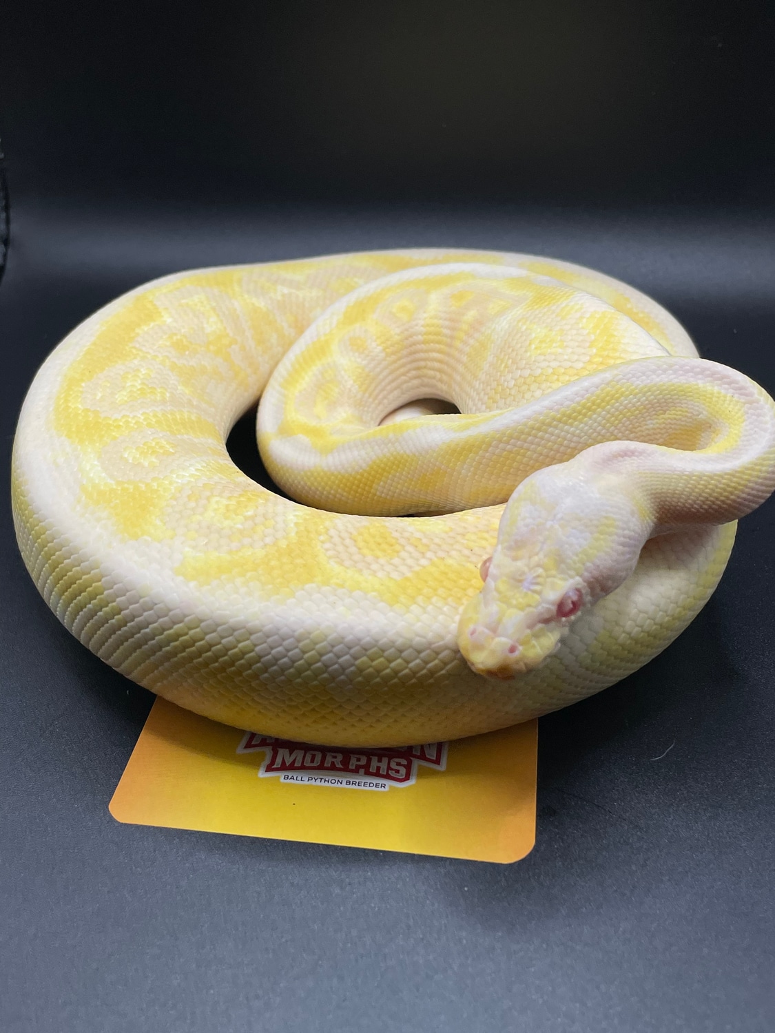 Albino Pewter Yellow Belly Ball Python by Addiction Morphs - MorphMarket
