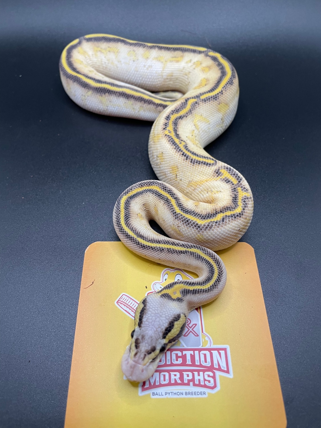 Pastel Highway Ball Python by Addiction Morphs - MorphMarket