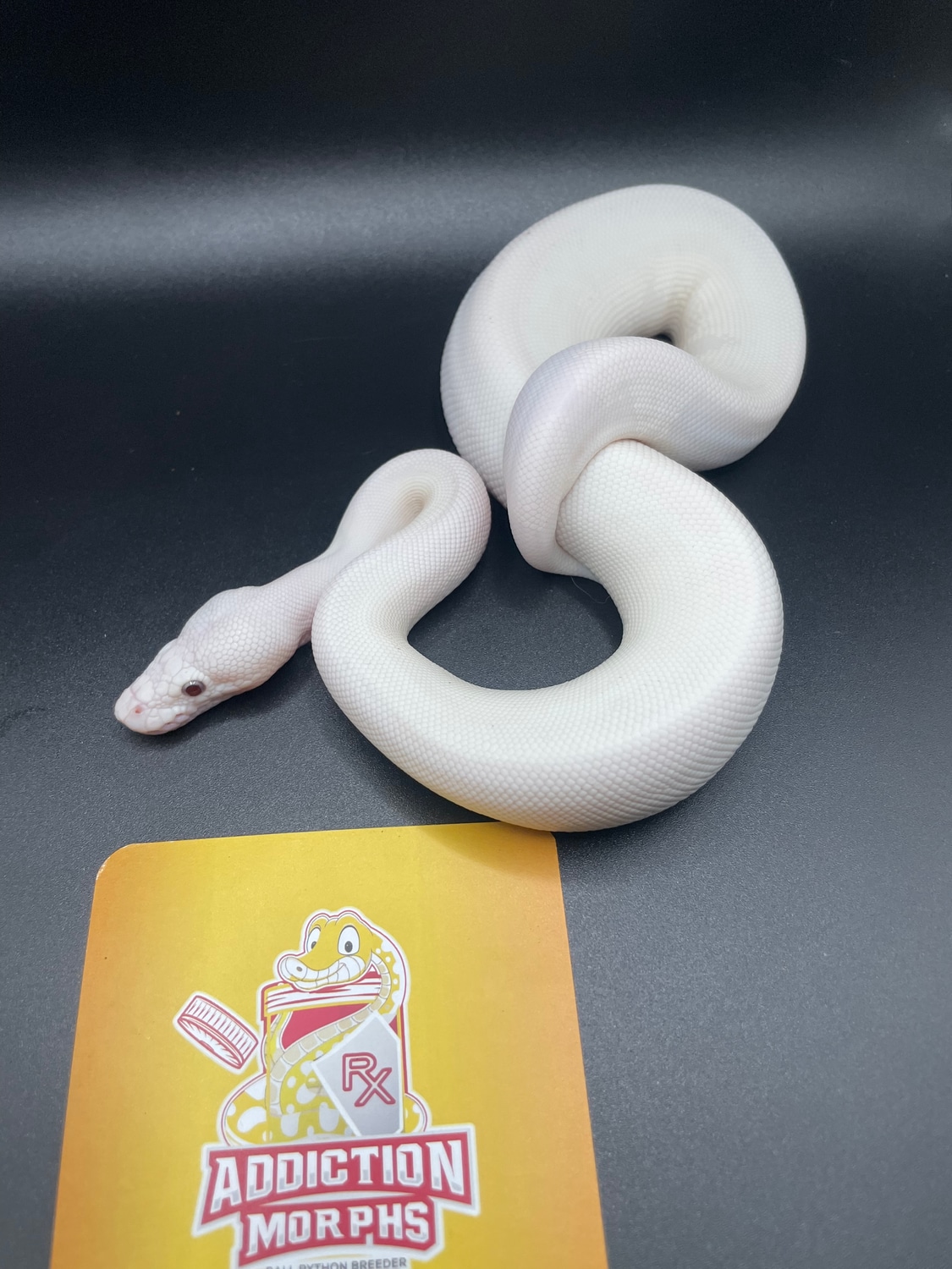 Blue Eyed Lucy Het Albino Pos Pastel Ball Python by Addiction Morphs ...