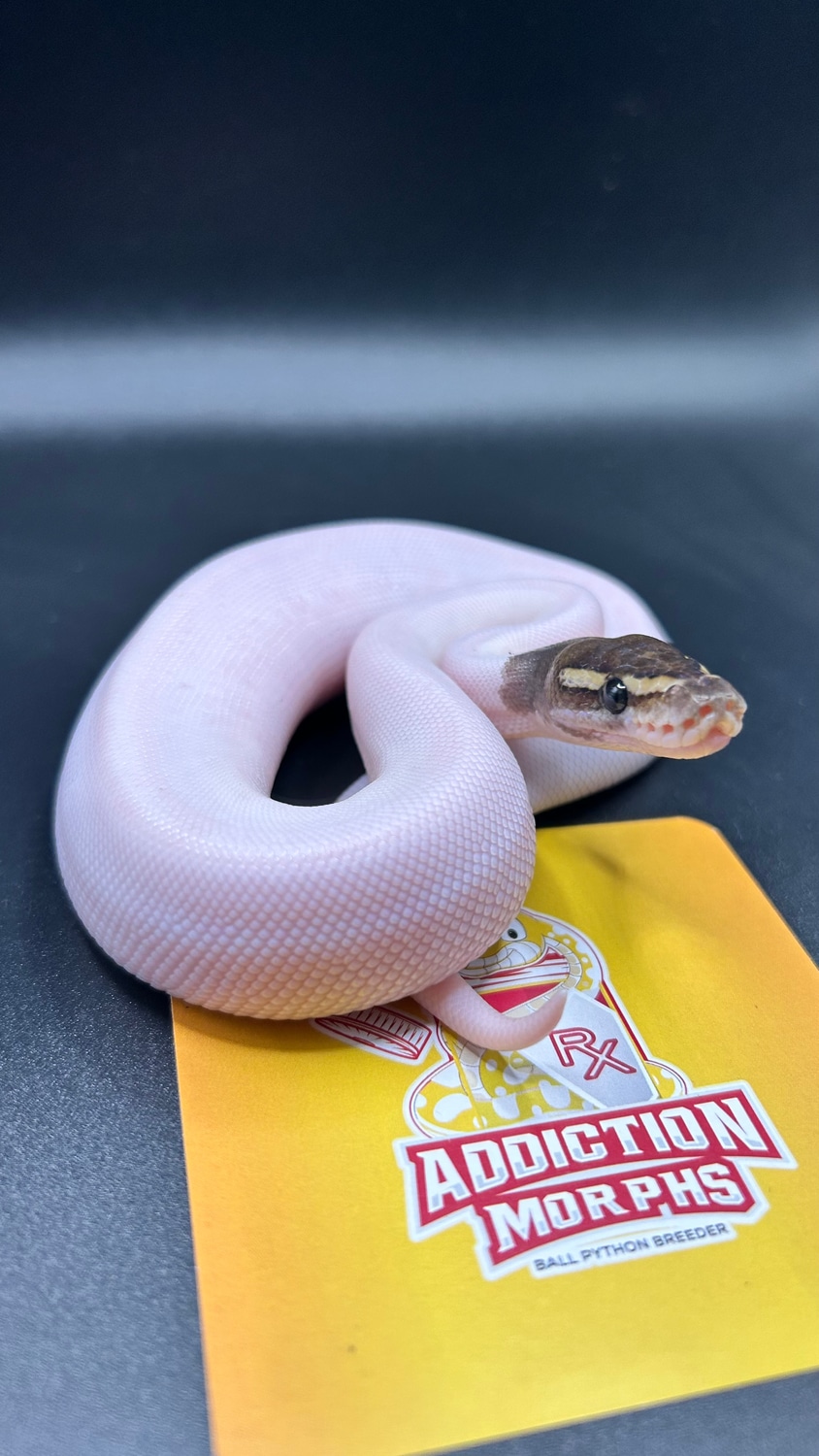 Mojave Pied Het Albino Or Candy Ball Python by Addiction Morphs ...