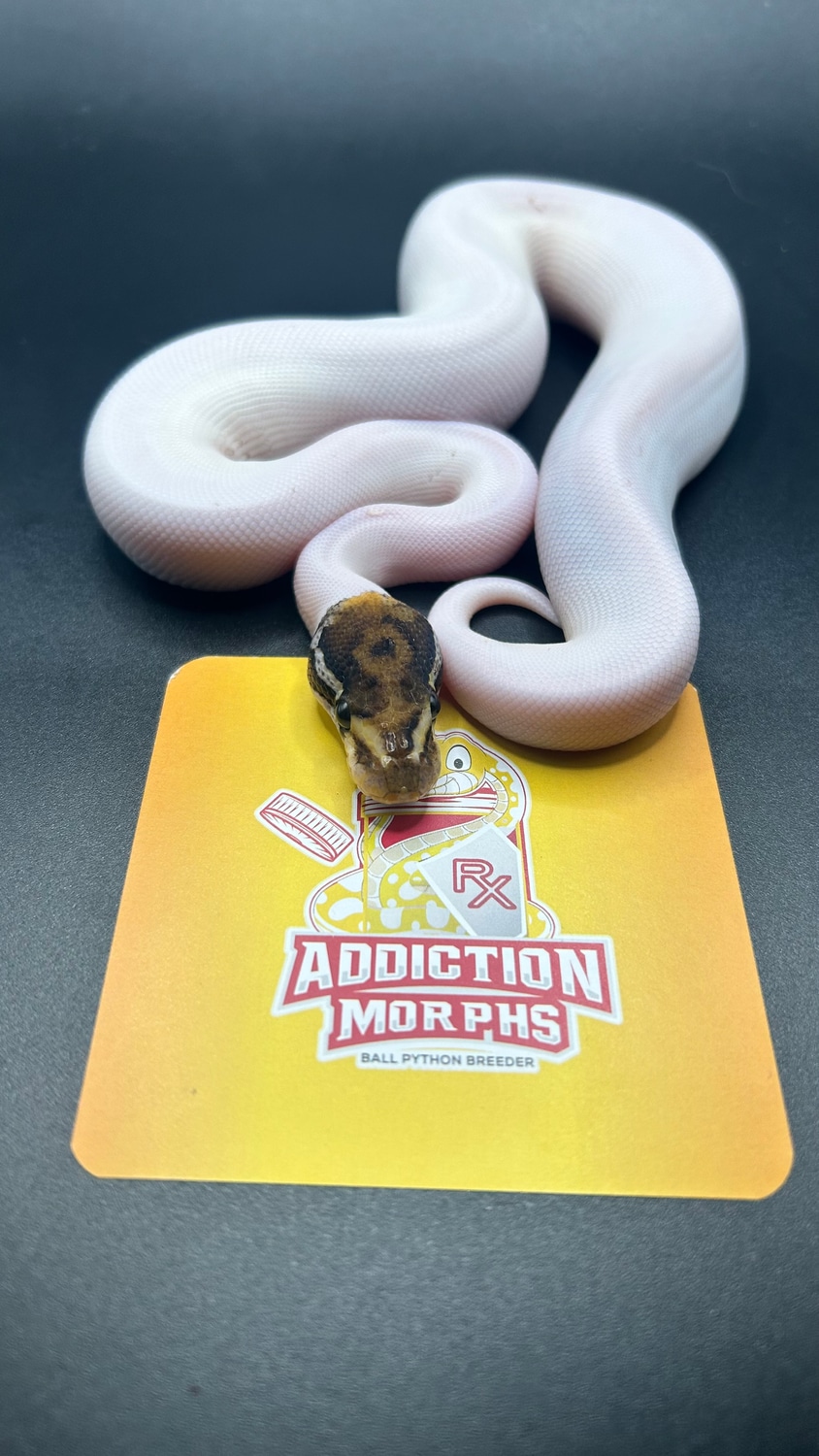 Russo Pied Het Albino Or Candy Ball Python by Addiction Morphs ...