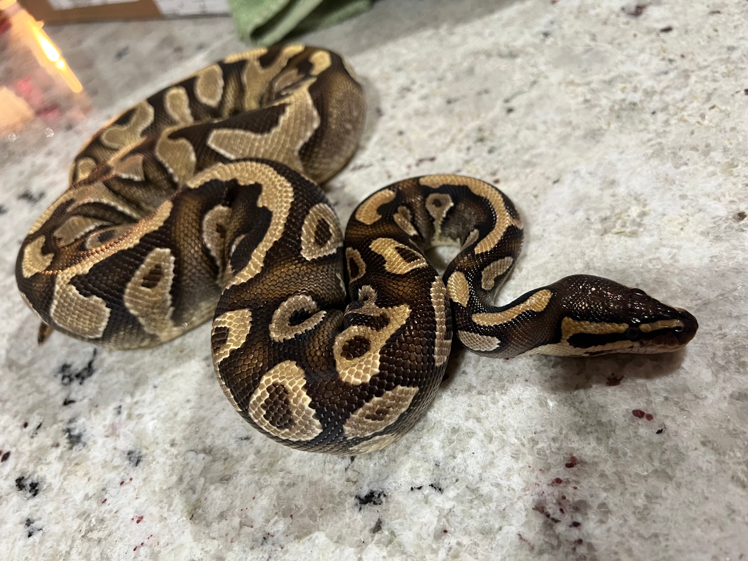 Phantom Enchi Yellowbelly Het Clown Ball Python by Addiction Morphs - MorphMarket