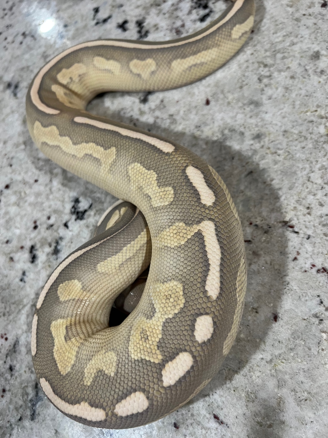 Butter Disco Enchi Cinnamon Hypo Ball Python by Addiction Morphs ...