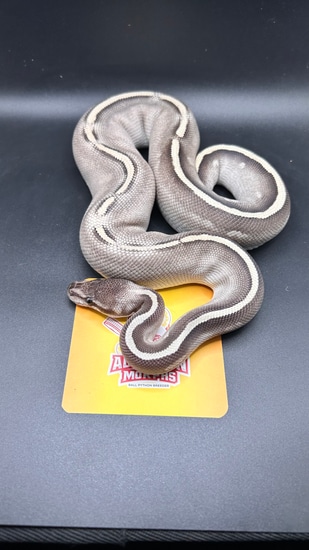 Super Phantom Ball Python by Addiction Morphs