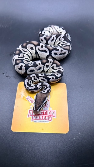 Pastel VPI Het Ghost Ball Python by Addiction Morphs