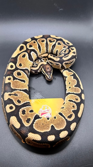 Russo Het Pied Het Albino/ Candy Ball Python by Addiction Morphs