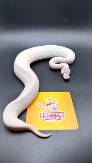 Blue Eyed Lucy “Super Mojave Het Pied” Ball Python by Addiction Morphs
