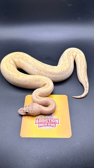 Enchi Fire Puma Ball Python by Addiction Morphs