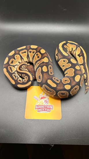 Orange Dream Russo Het Pied Ball Python by Addiction Morphs