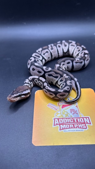 Pastel Vpi Het Ghost Ball Python by Addiction Morphs