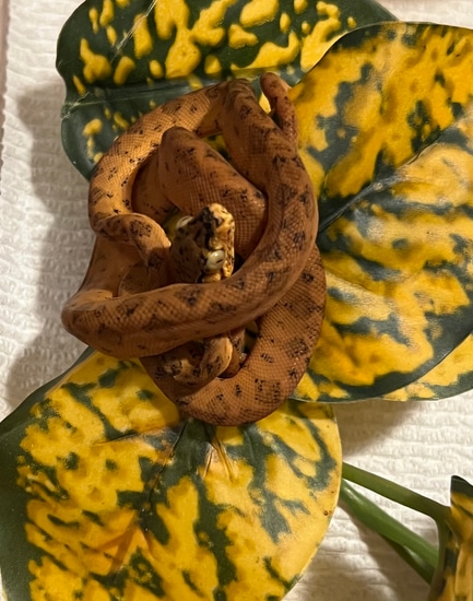 ATB Baby 1 Amazon Tree Boa by Captive Paradise