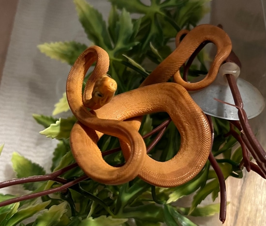 ATB Baby 5 Amazon Tree Boa by Captive Paradise