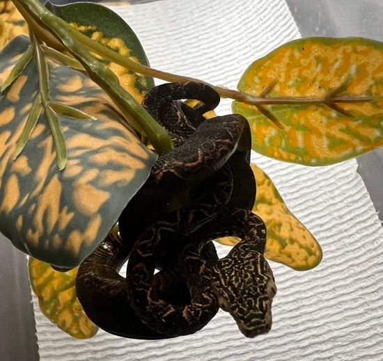 ATB Baby 4 (Halloween Phase) Amazon Tree Boa by Captive Paradise