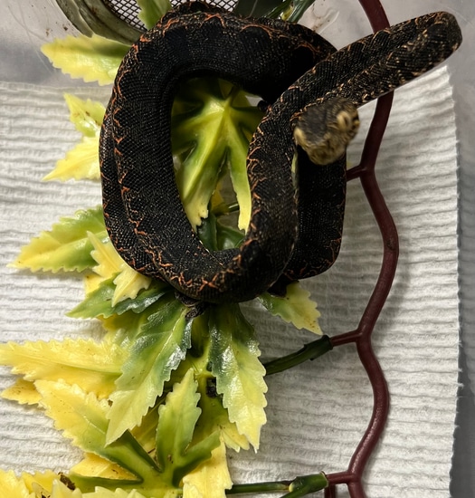 ATB Baby- 2 (Halloween Phase) Amazon Tree Boa by Captive Paradise