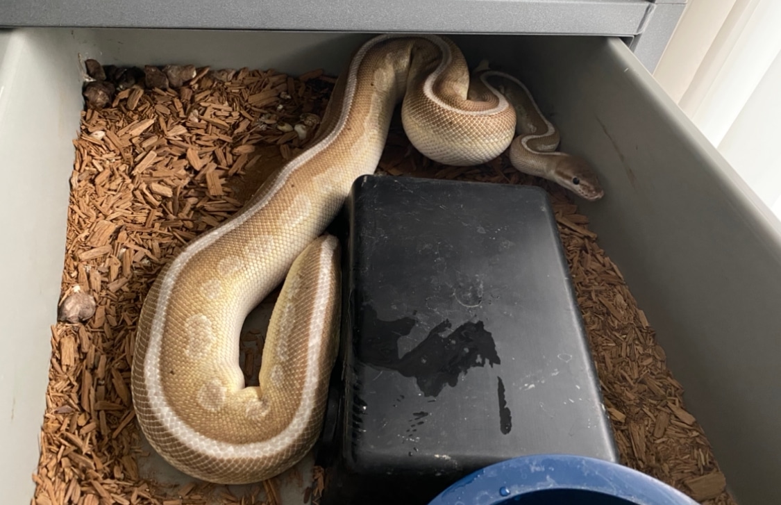 Black Pastel Soul Sucker Yellowbelly Ball Python by Jay’s Pythons ...