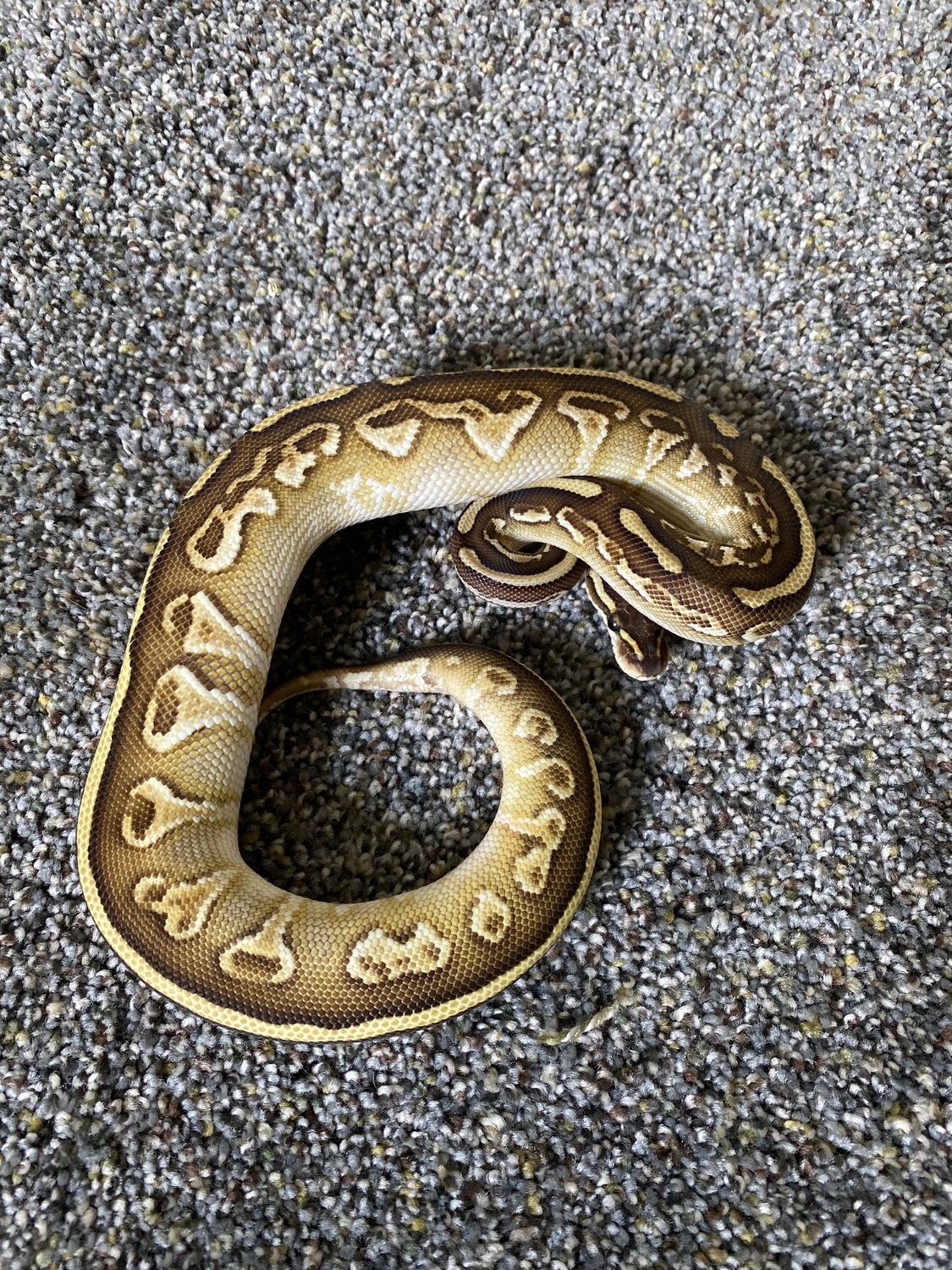 Lesser Hurricane Ball Python by Jay’s Pythons & Boas - MorphMarket