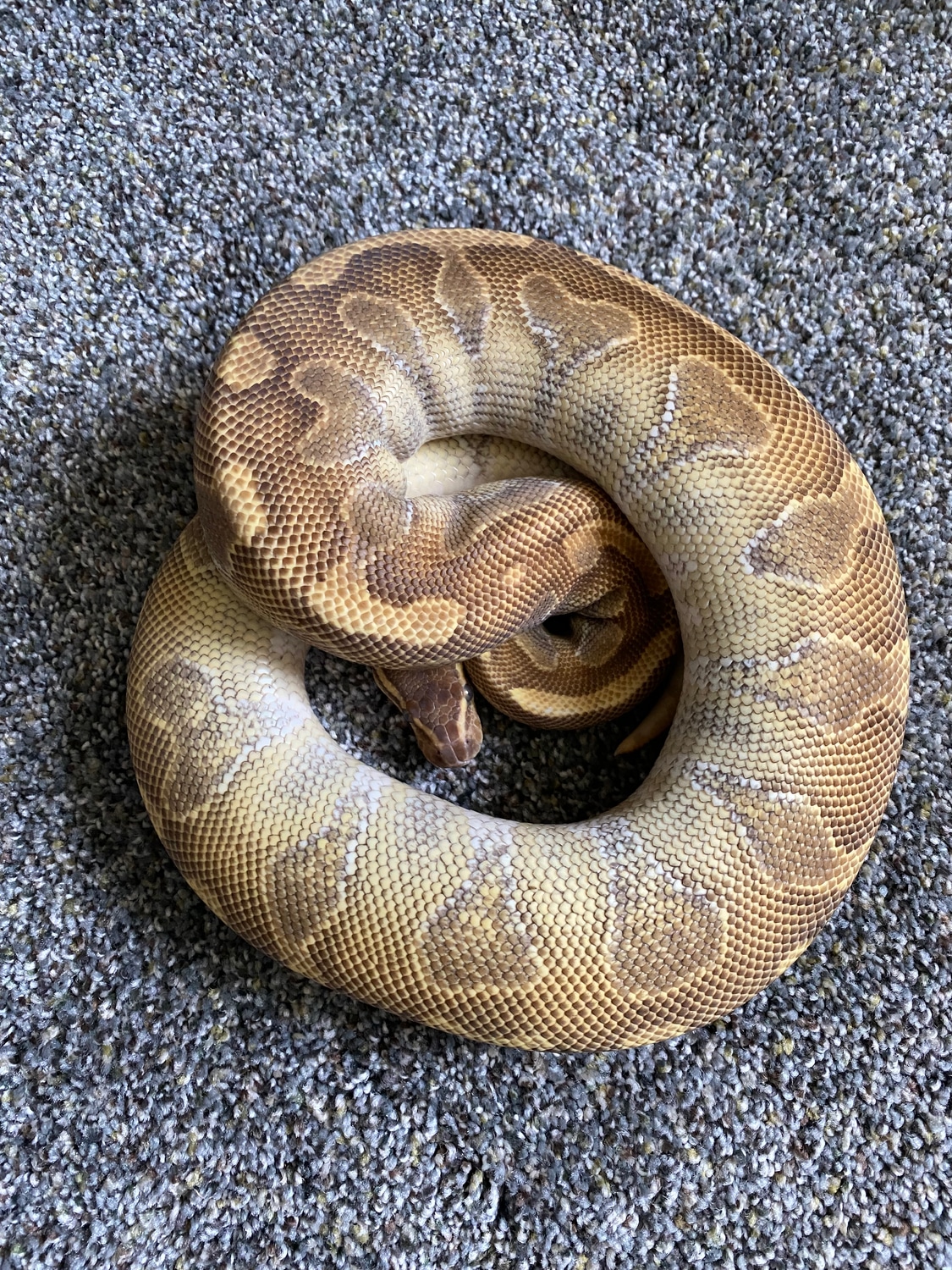Blackhead Enchi Lesser Red Gene Ball Python by Jay’s Pythons & Boas ...