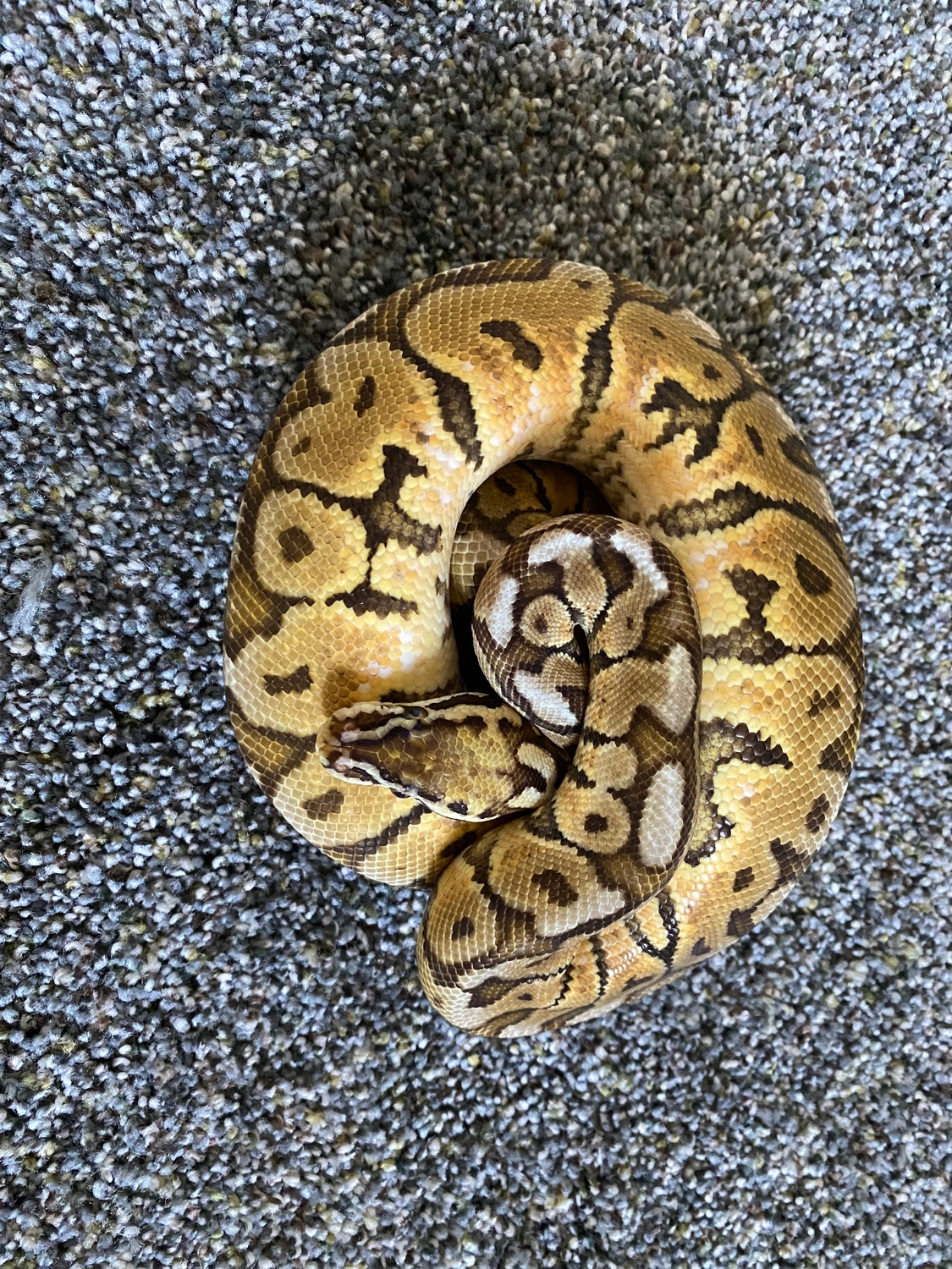 CYBER WEEK!! Pastel Jungle Woma Mojave Yellowbelly 100% Het Monsoon 50% ...