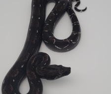 Black Devil Boa Constrictor by Jason Gayle - MorphMarket