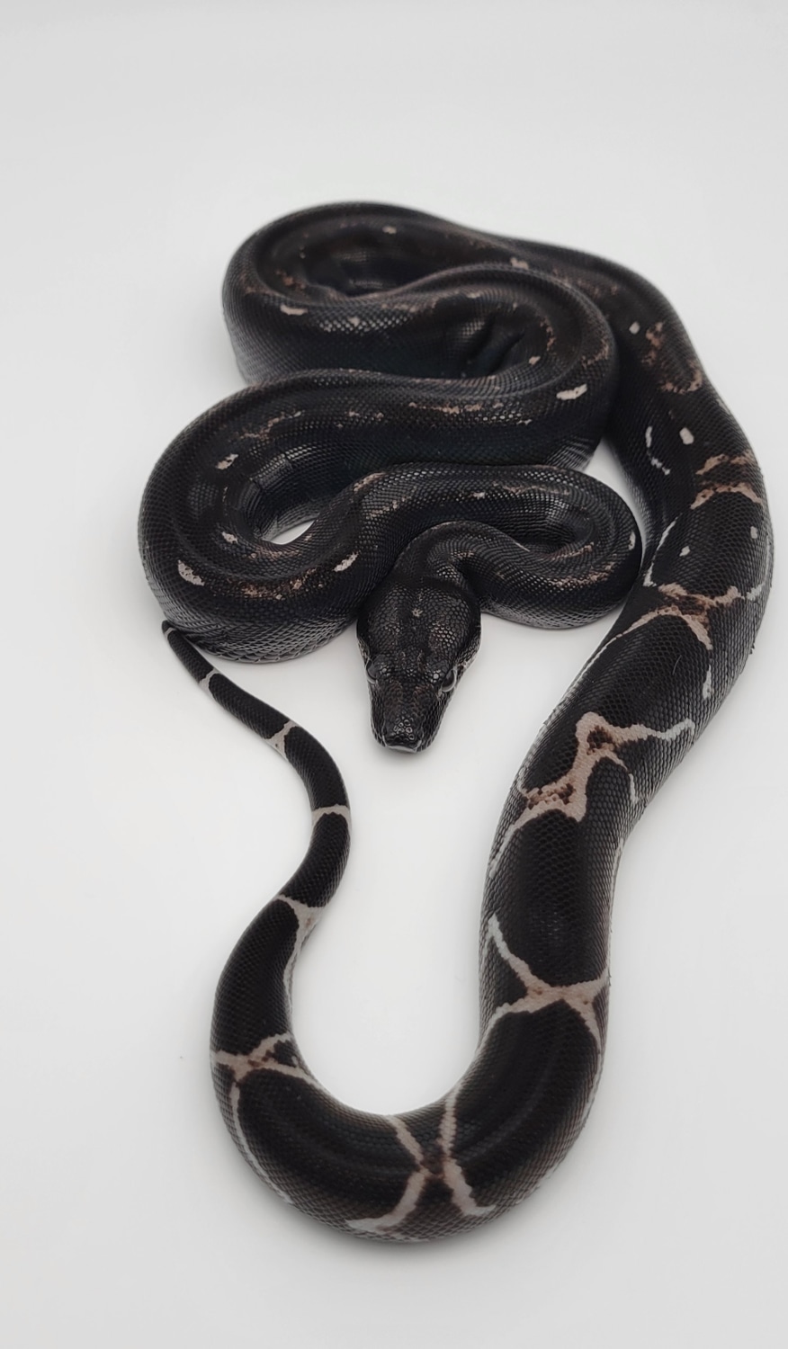 Black Devil 66% Het Albino Boa Constrictor by Jason Gayle - MorphMarket