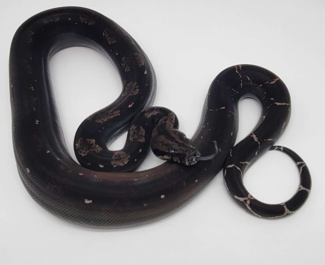 Black Devil 66% Het Albino Boa Constrictor by Jason Gayle - MorphMarket