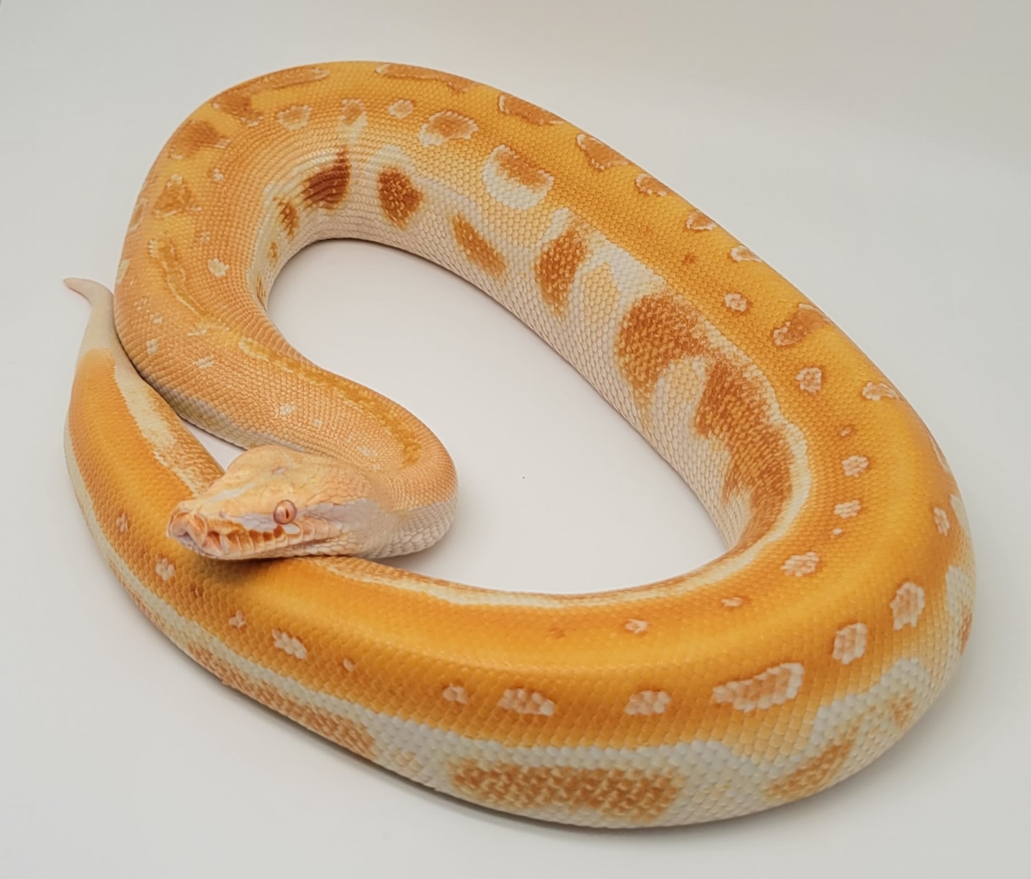 T- Golden Eye Blood Python by Jason Gayle - MorphMarket