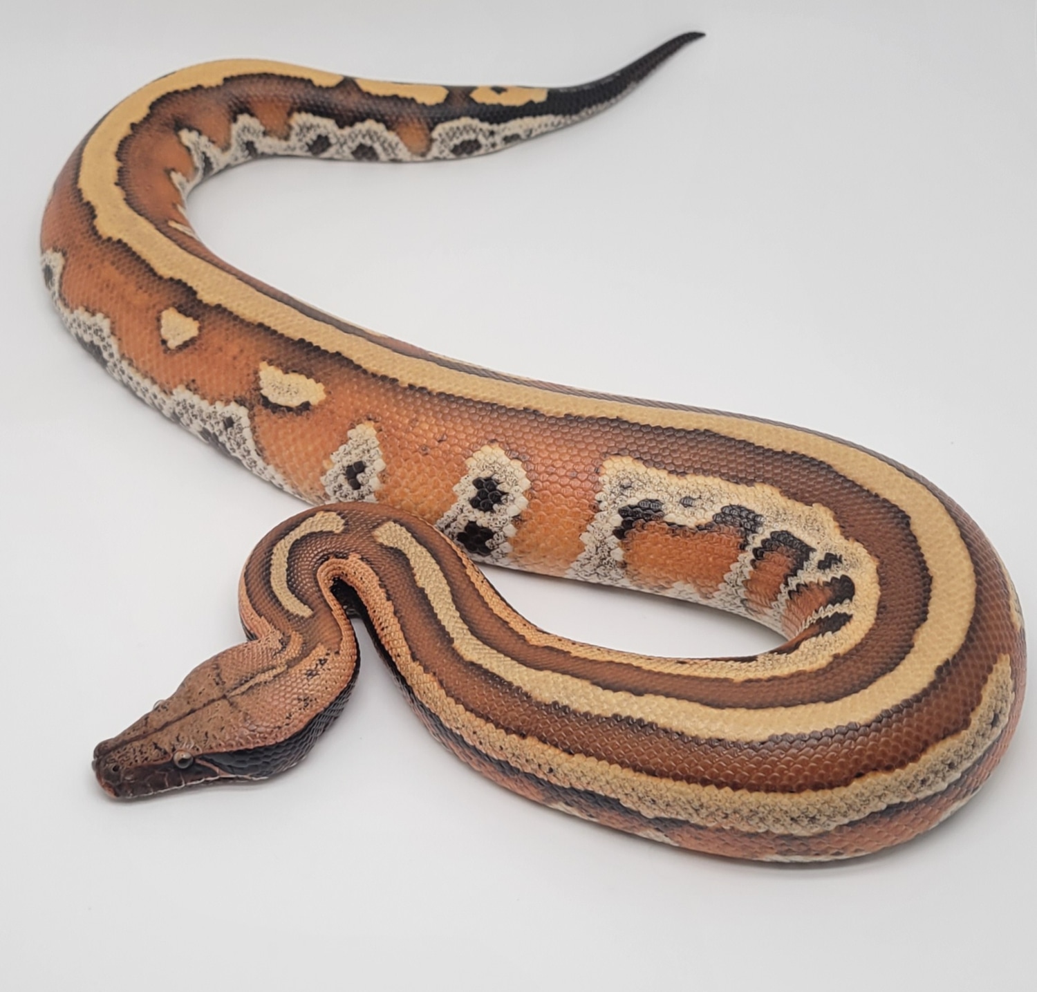 Striped Het T+ Albino Blood Python by Jason Gayle - MorphMarket