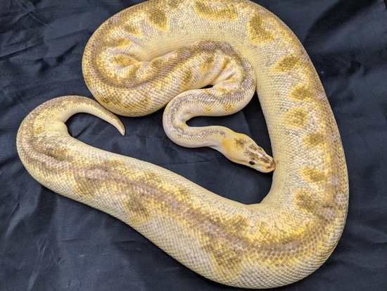 Pastel Champagne Ball Python by Madhouse Morphs