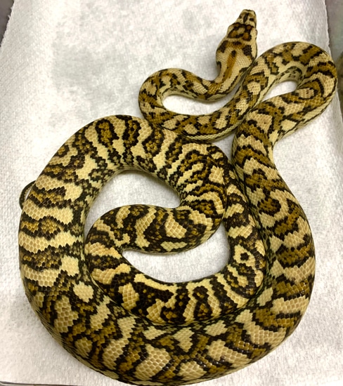 1.0Hypo Coastal Carpets Coastal Carpet Python by East Coast Serpents ...